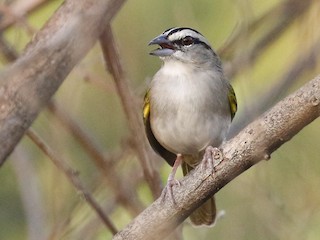 Tocuyo Sparrow - eBird