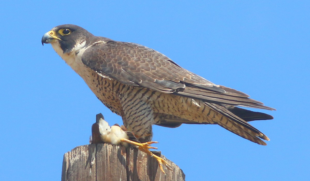 eBird Checklist - 7 Jun 2020 - San Jacinto Wildlife Area - 54 species ...
