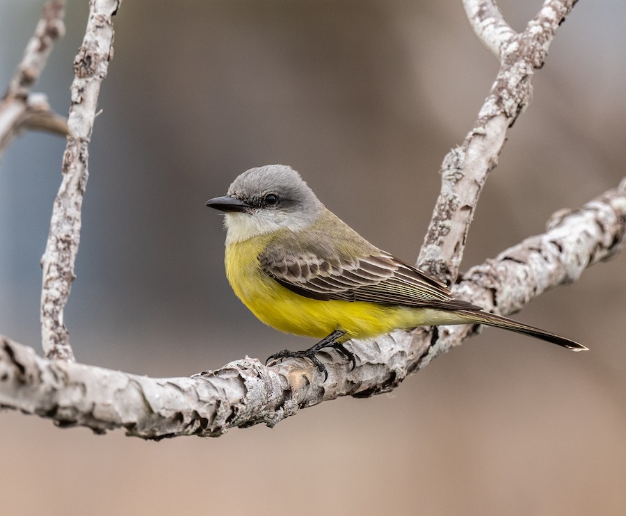 Tirano Pirirí/Cuír - eBird