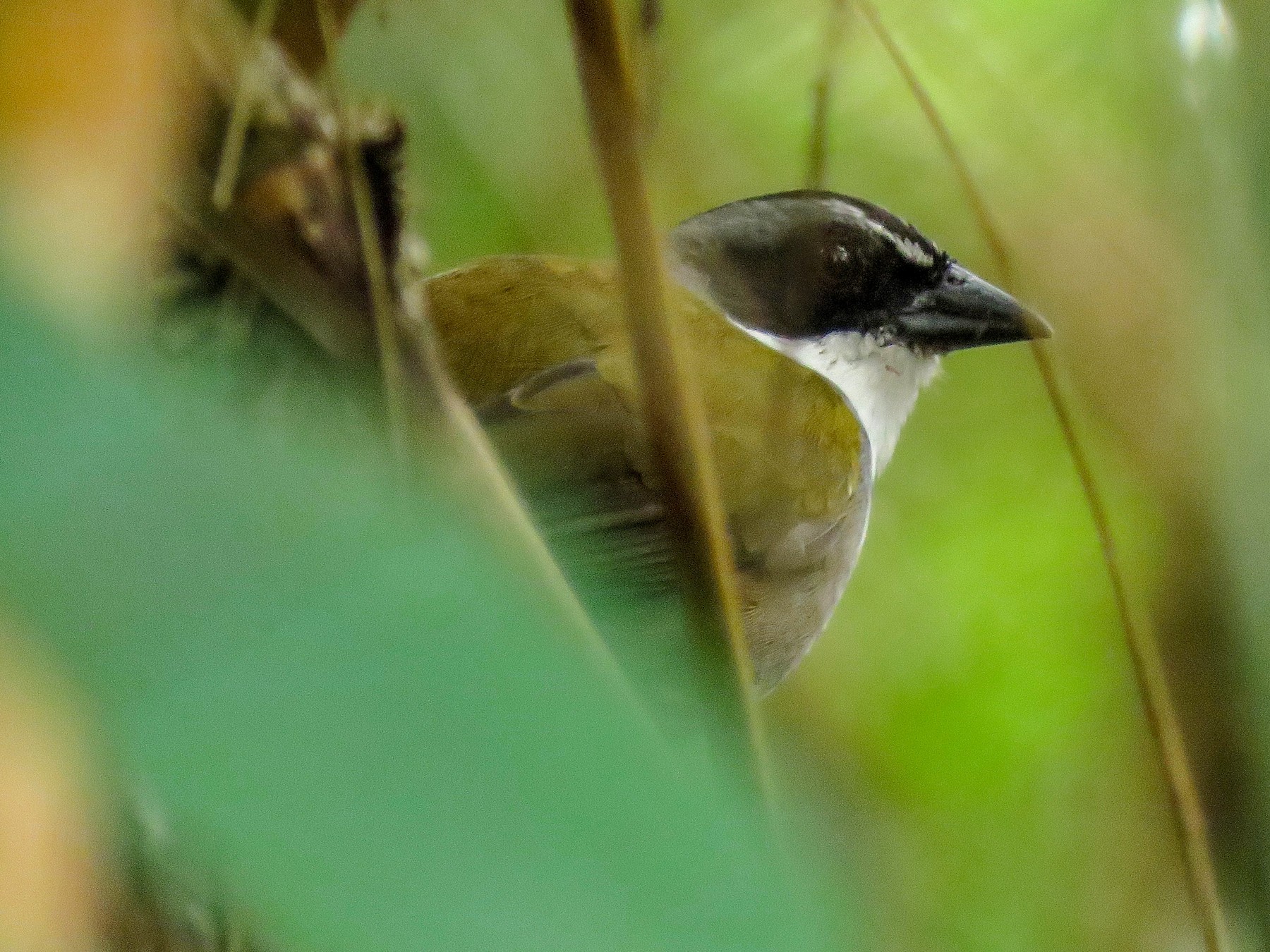Perija Brushfinch - eBird