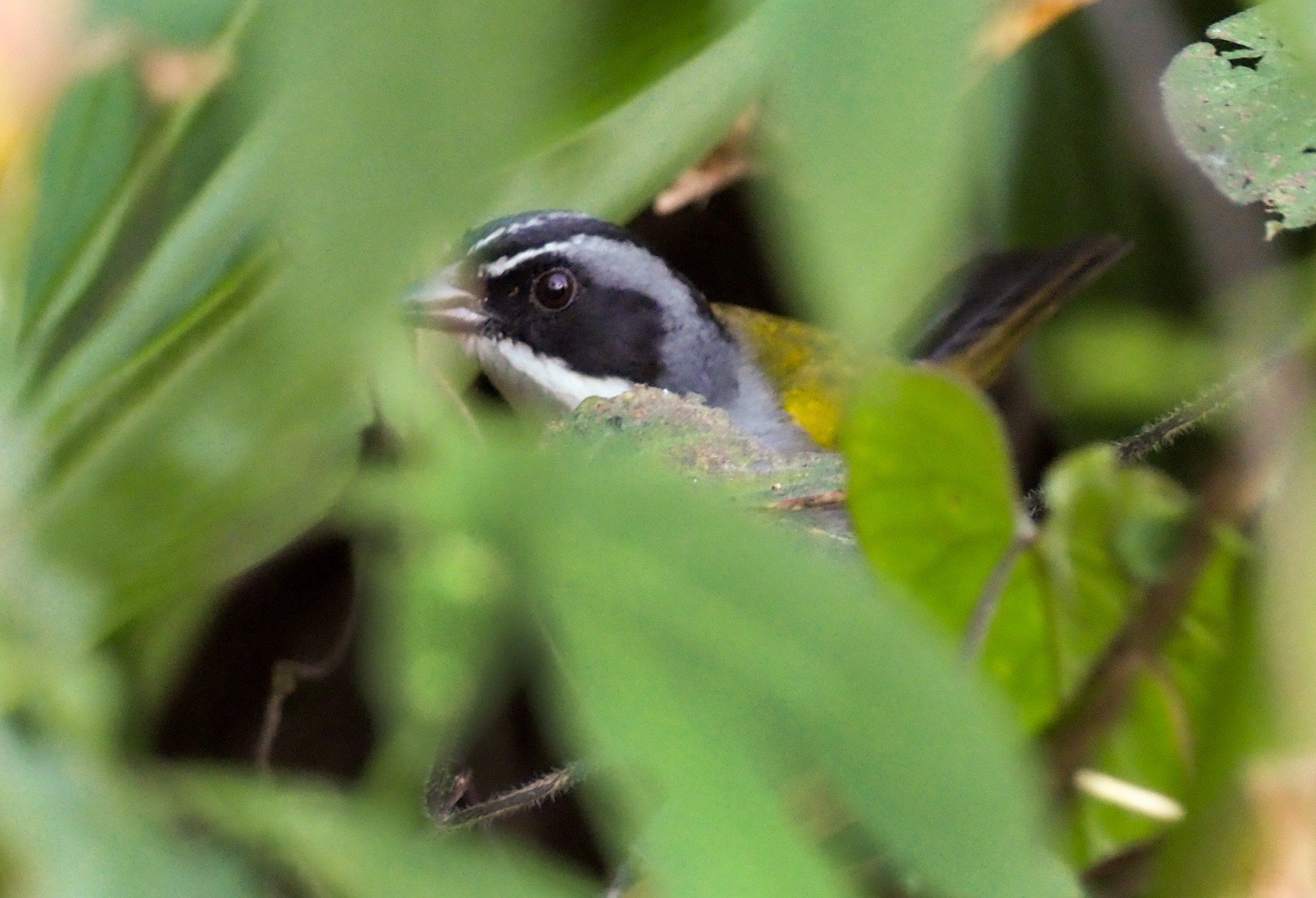 Perija Brushfinch - eBird