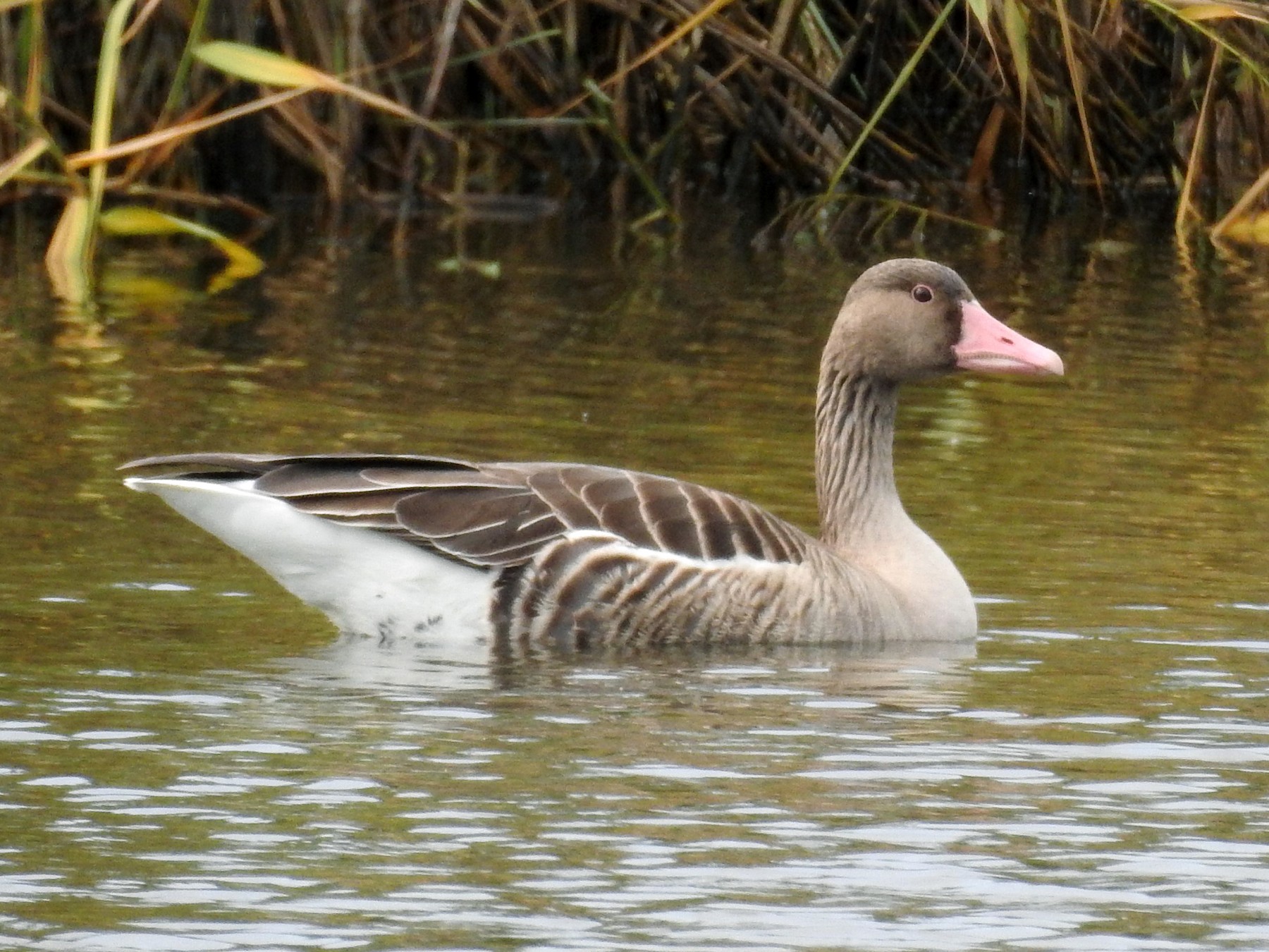 Greylag Goose - eBird