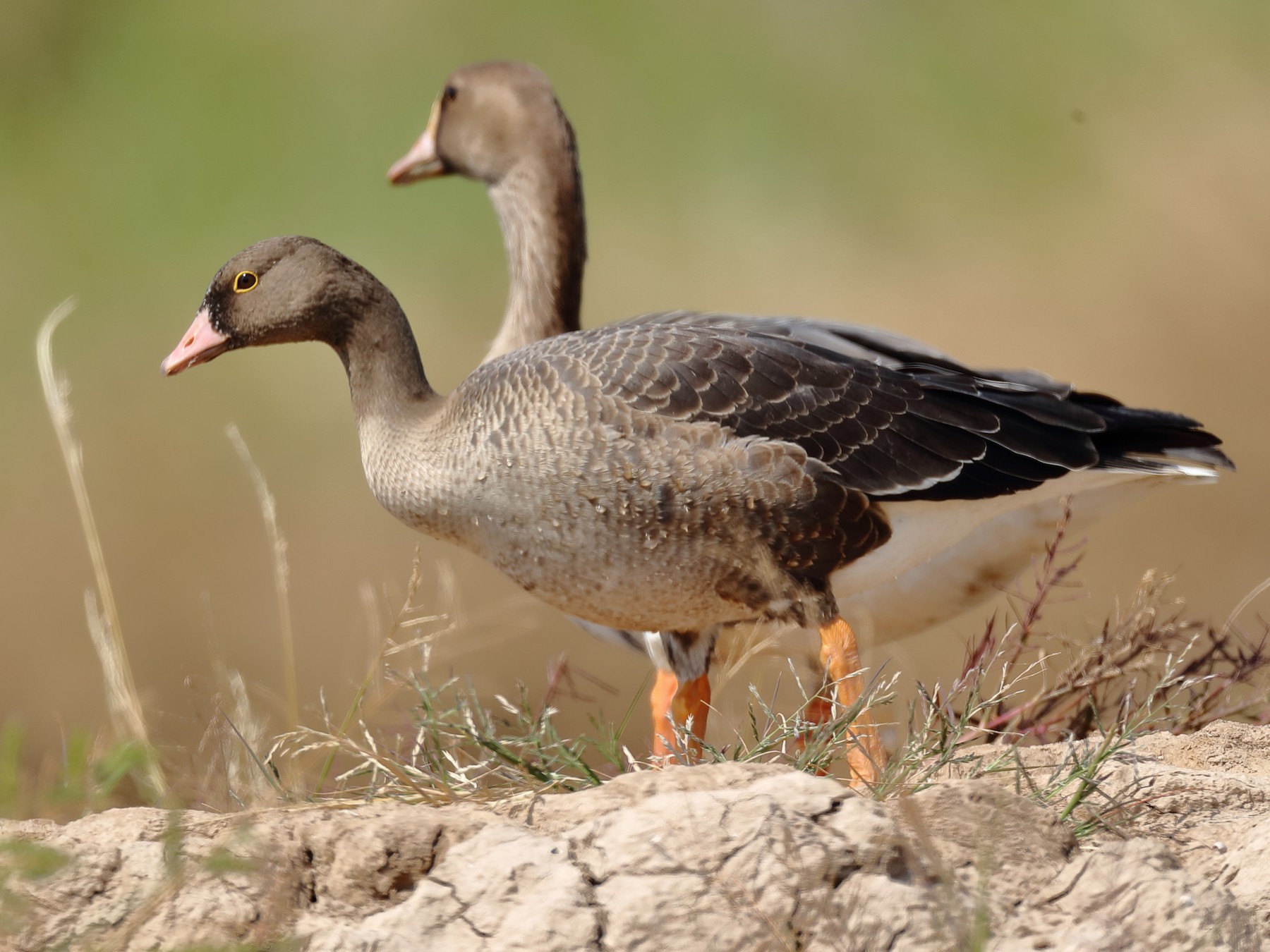 Lesser White-fronted Goose - eBird