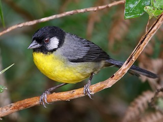 Santa Marta Brushfinch - eBird