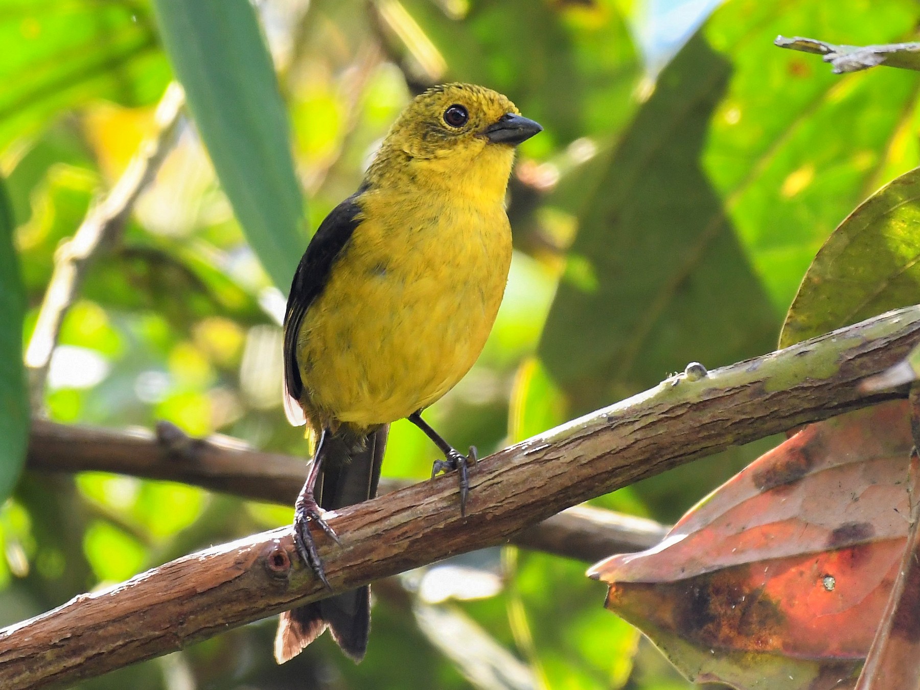 Yellow-headed Brushfinch - eBird