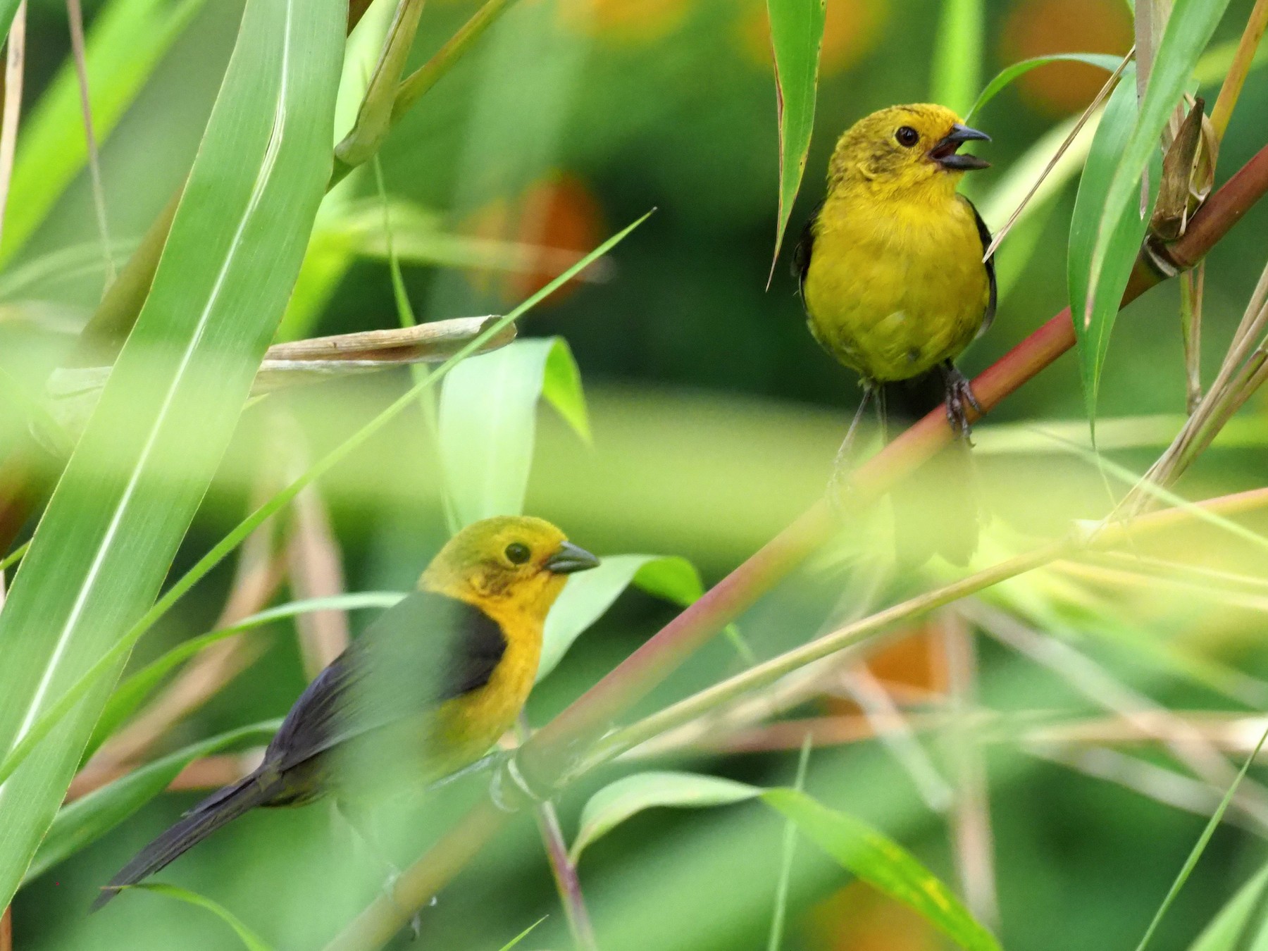 Tohi à tête olive - eBird
