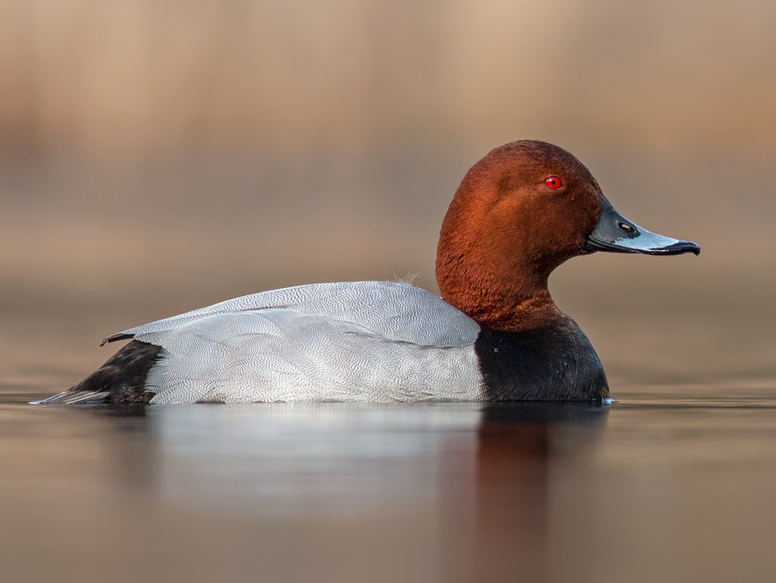 Common Pochard - eBird