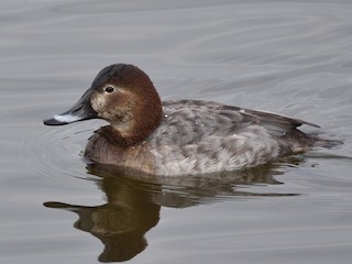 Common Pochard - eBird