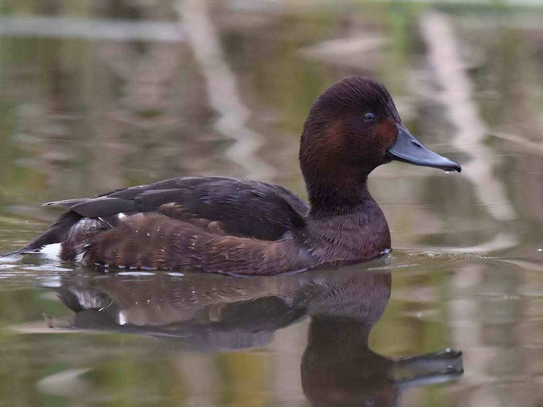 Ferruginous Duck - eBird