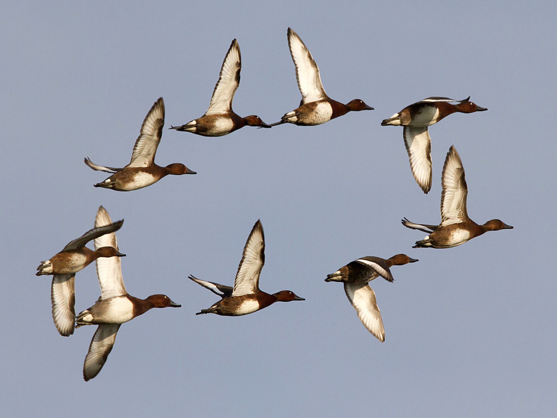 Porrón Pardo - eBird