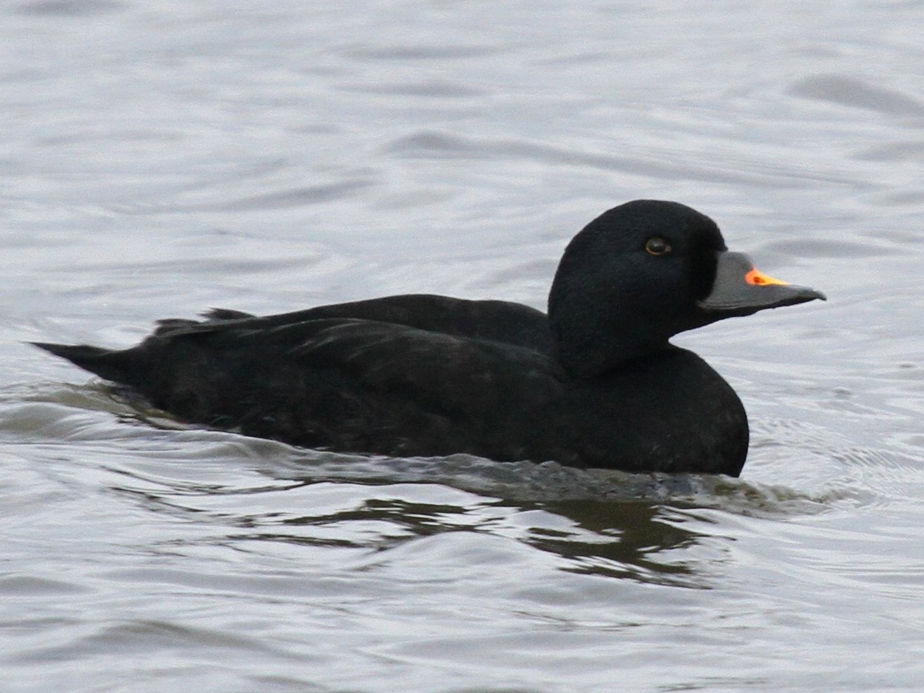 Common Scoter