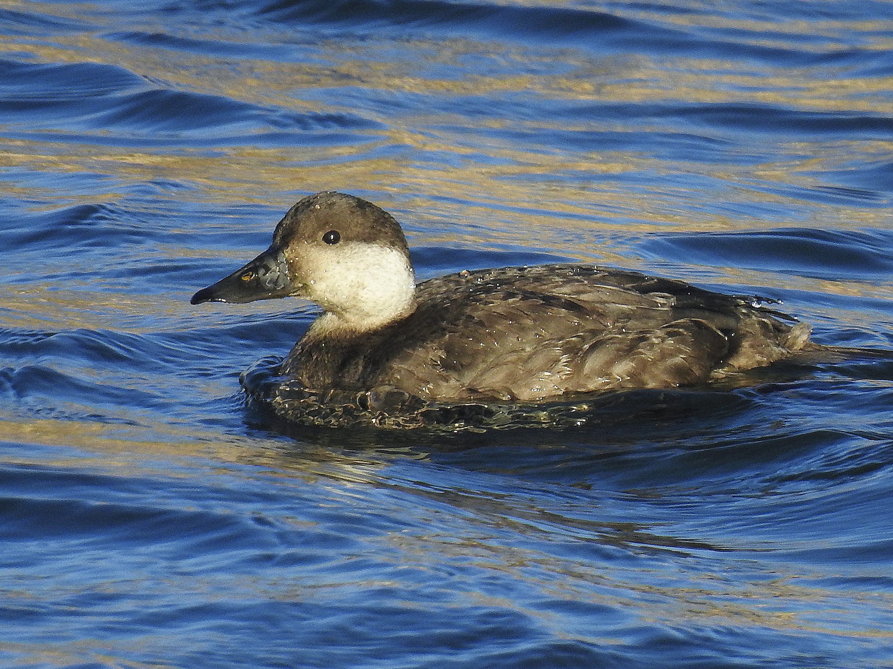 Common Scoter