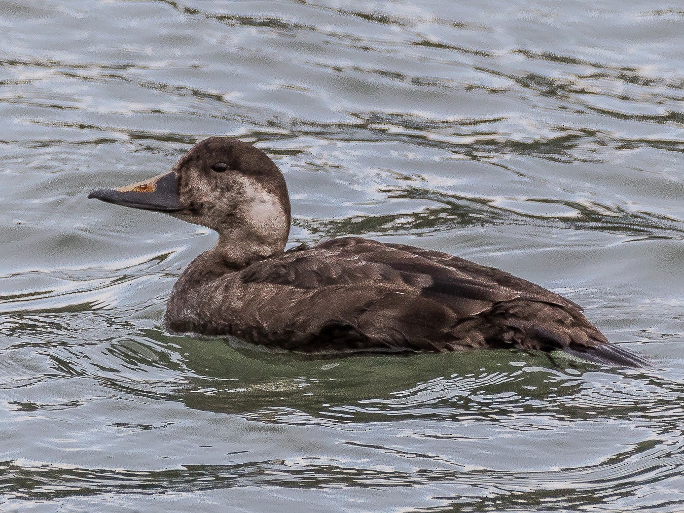 Common Scoter - eBird