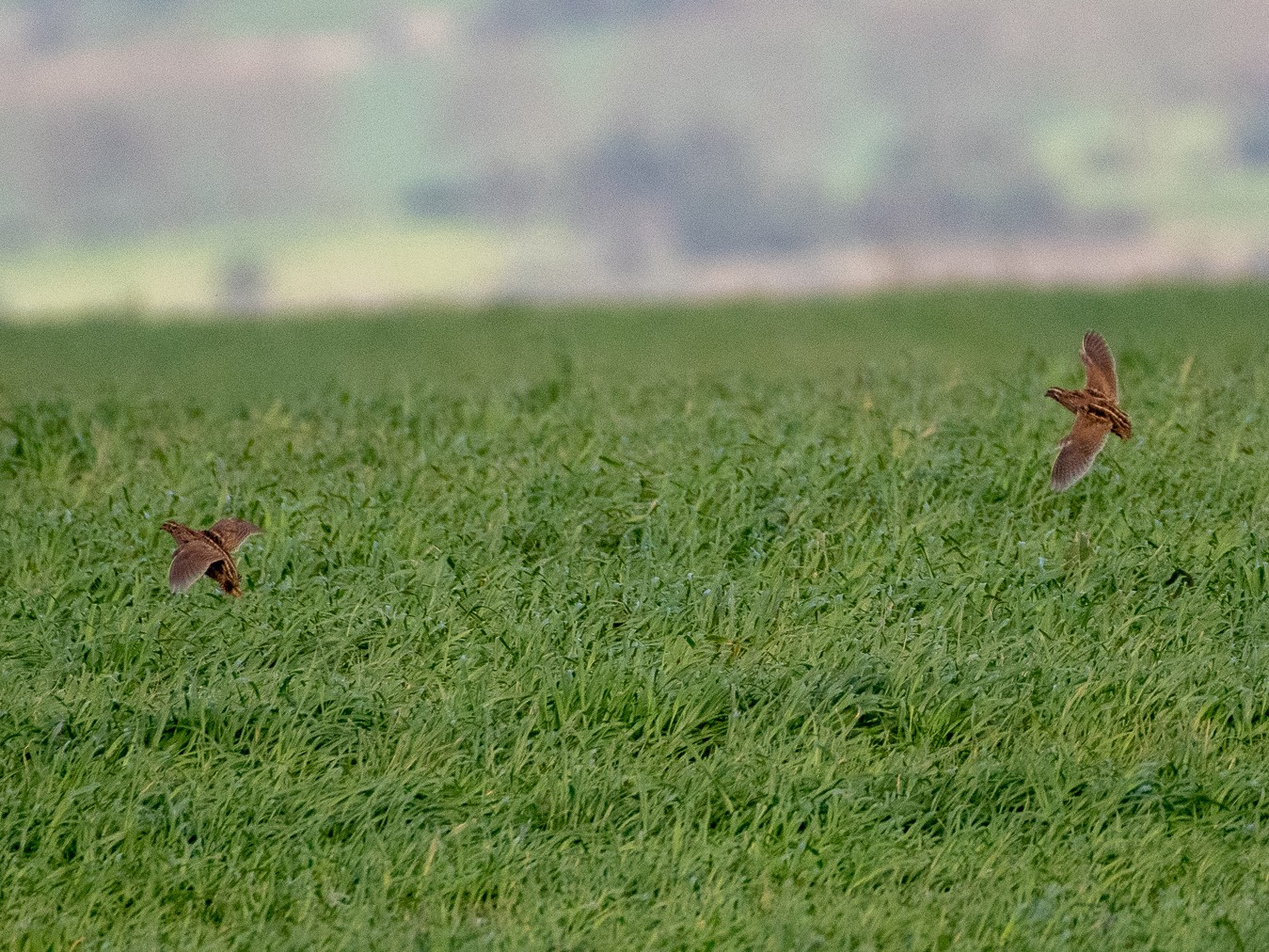 Common Quail Flying