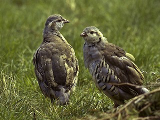 Rock Partridge - eBird
