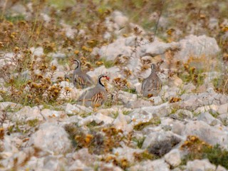 Rock Partridge - eBird