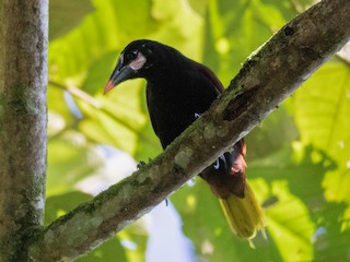 Baudo Oropendola - eBird