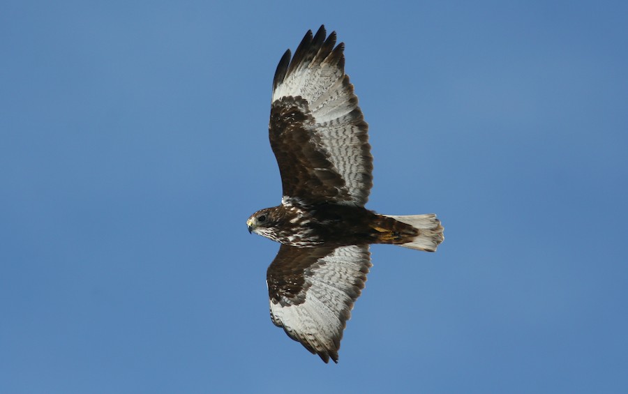 Red-tailed Hawk (Harlan's) - eBird