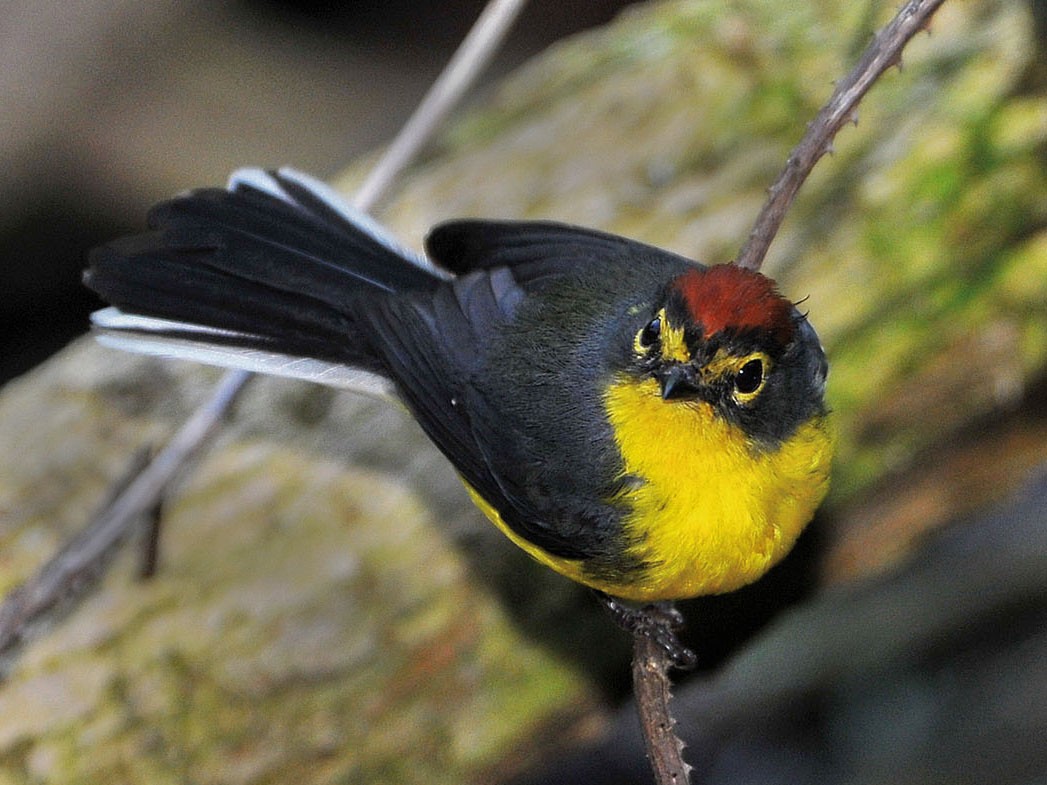 paria redstart - eBird