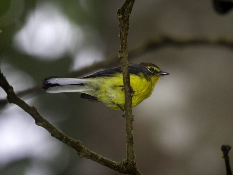 Paria Redstart - eBird