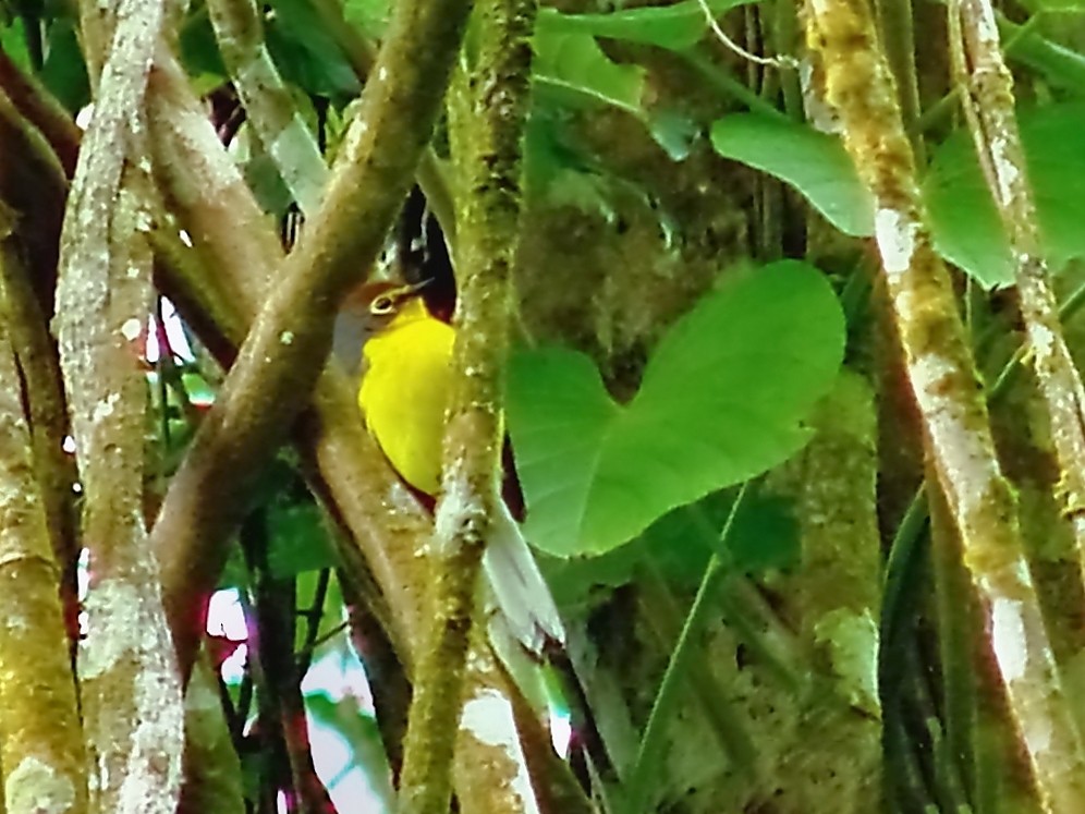 Paria Redstart - eBird