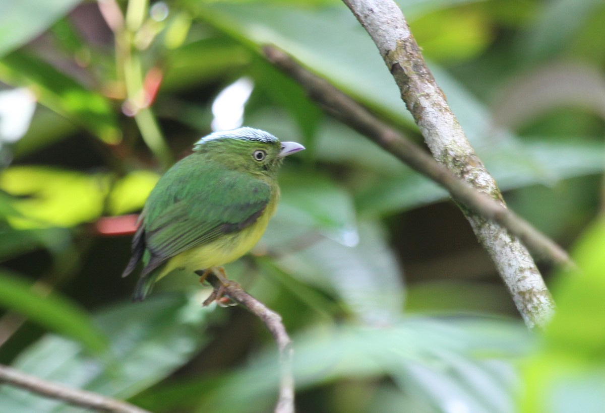 Opal-crowned Manakin - Lepidothrix iris - Birds of the World