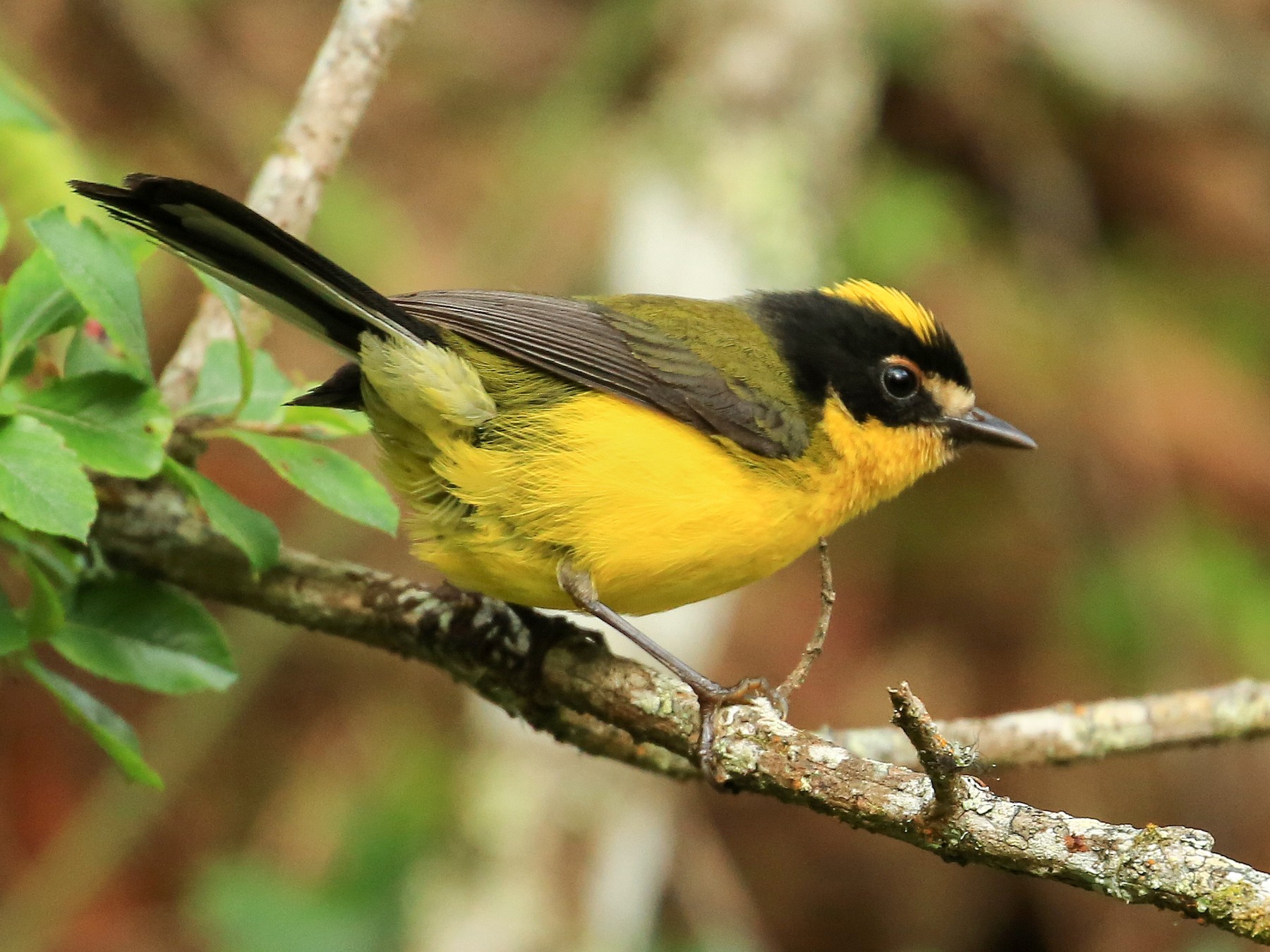 Yellow-crowned Redstart - eBird