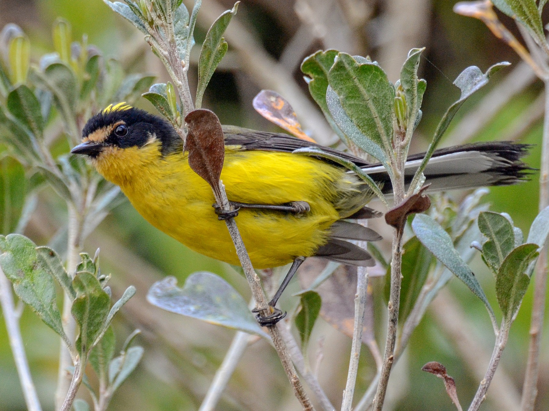 Yellow-crowned Redstart - eBird