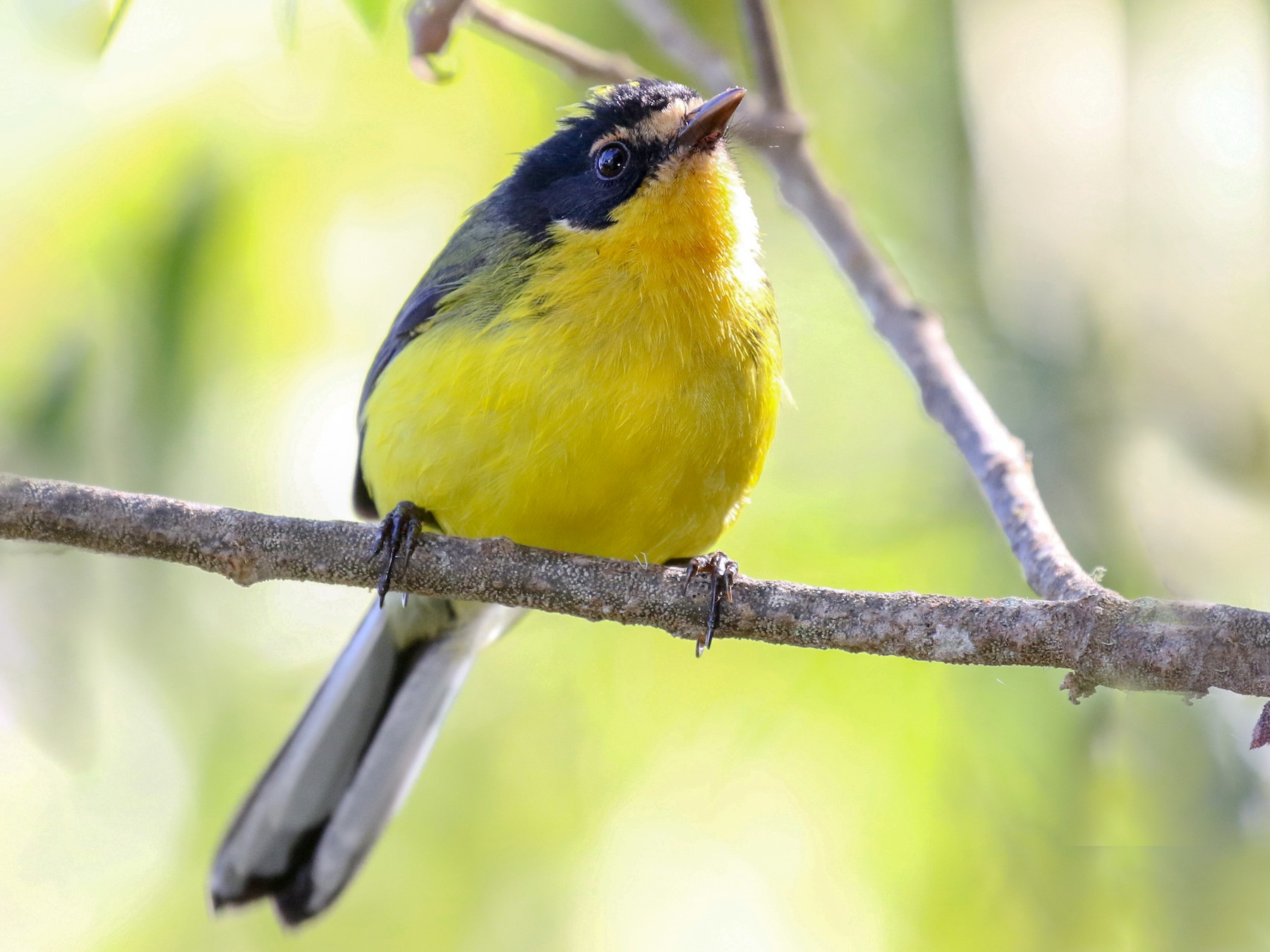 Yellow-crowned Redstart - eBird