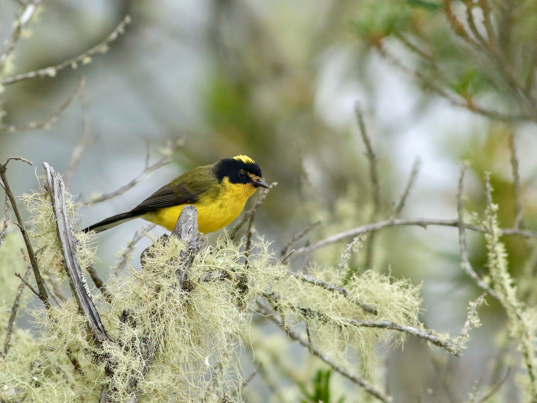 Yellow-crowned Redstart - eBird