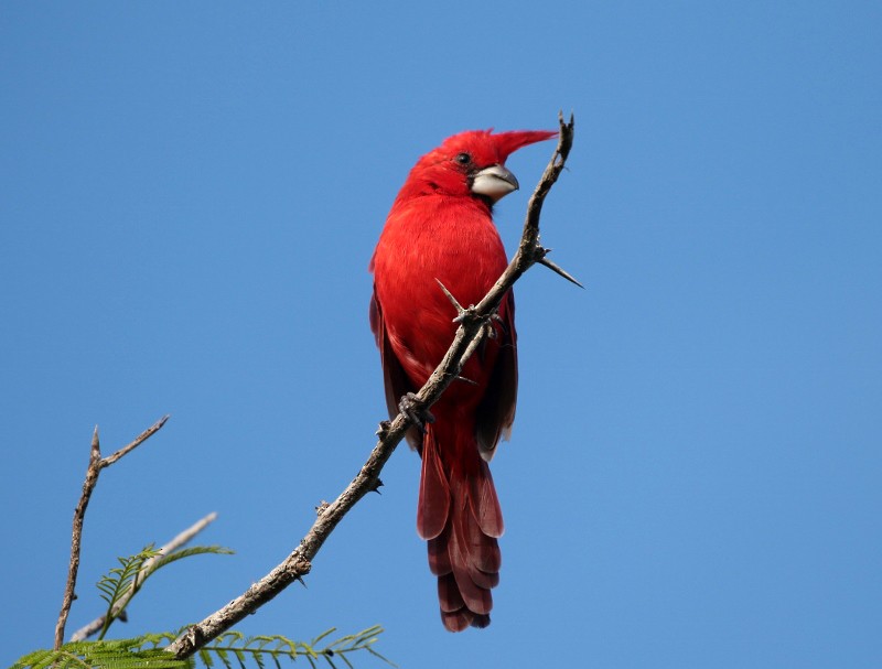 Vermilion Cardinal - eBird