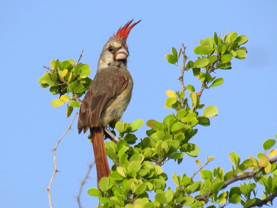 Vermilion Cardinal - eBird