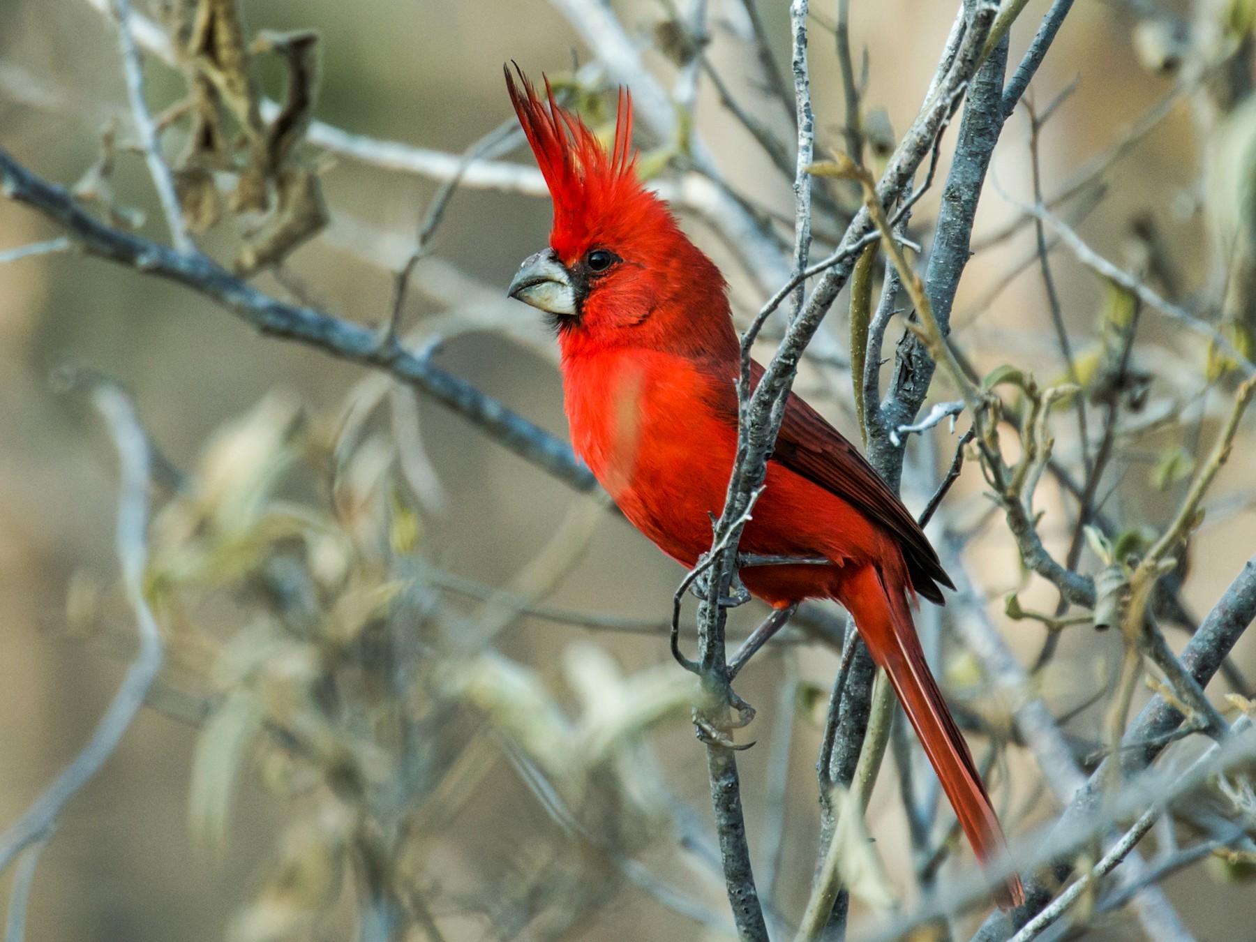 Vermilion Cardinal - eBird
