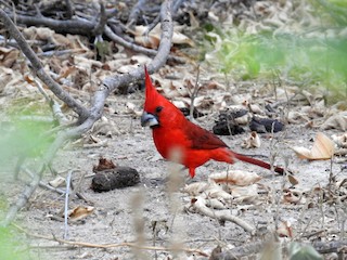 Vermilion Cardinal - eBird
