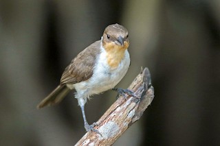 Masked Cardinal - eBird