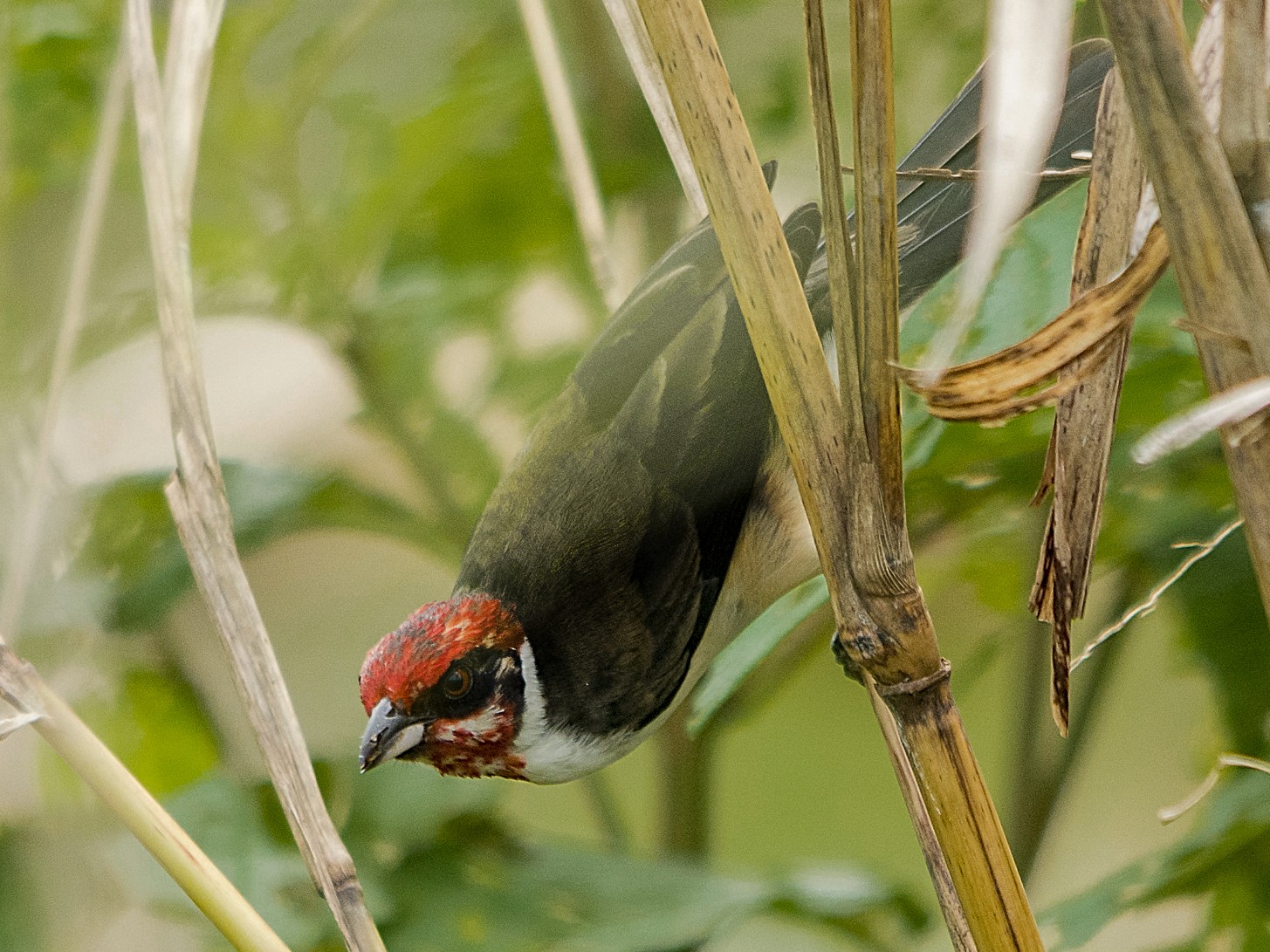 Masked Cardinal - eBird