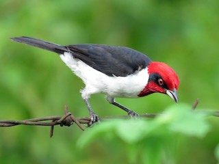 Masked Cardinal - eBird
