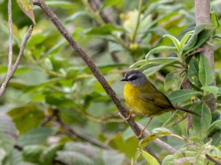Gray-headed Warbler - eBird