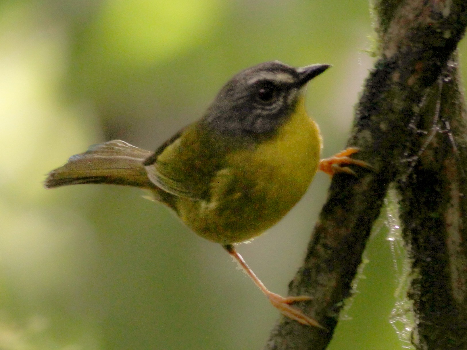 Gray-headed Warbler - eBird