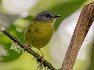 Gray-headed Warbler - eBird