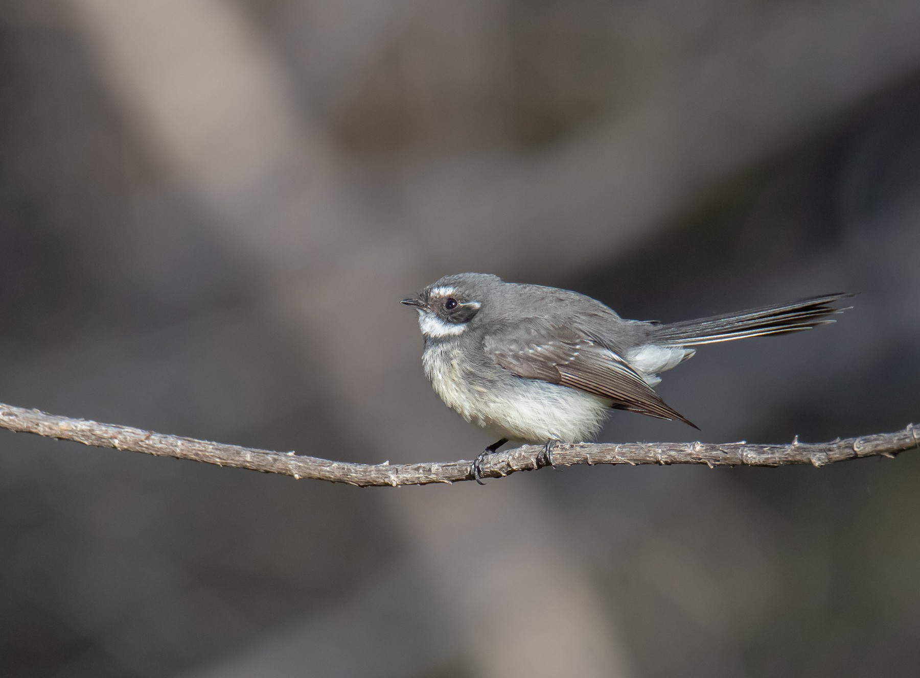 Gray Fantail (albiscapa) - eBird