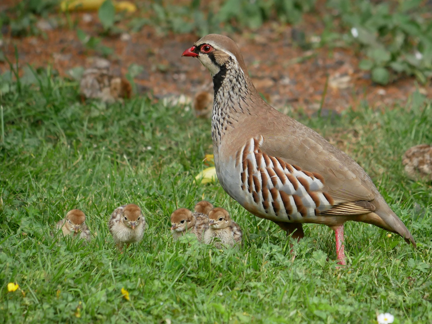Red-legged Partridge - eBird