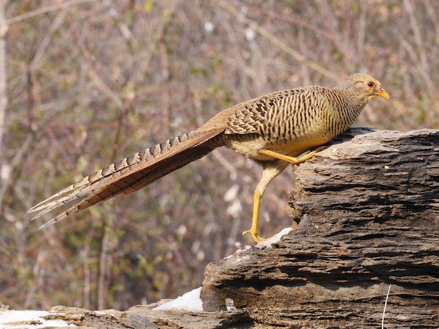 Red Golden Pheasant Hen