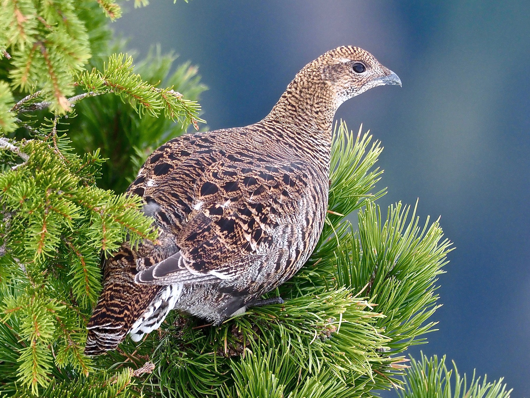 tetrijeb ruševac - eBird