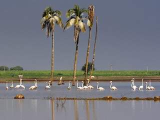 Greater Flamingo - eBird