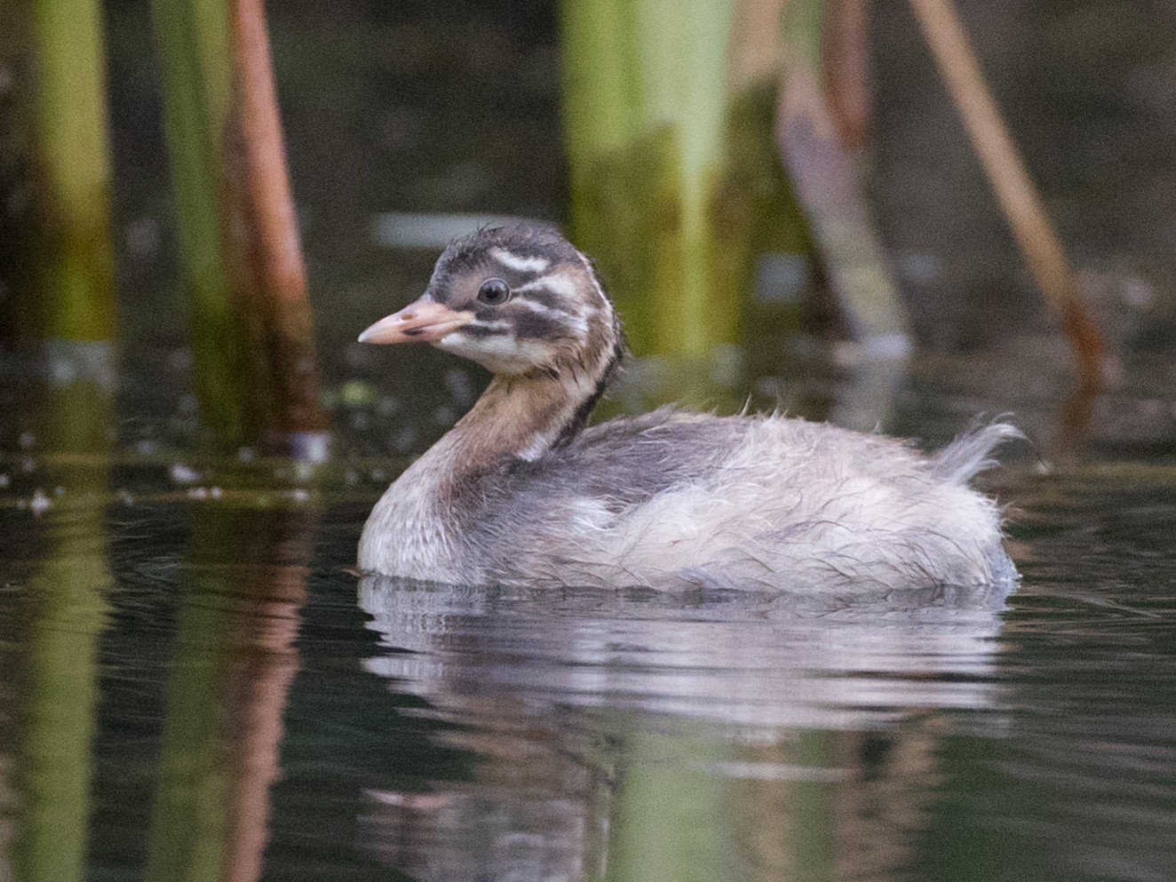 Little Grebe - eBird