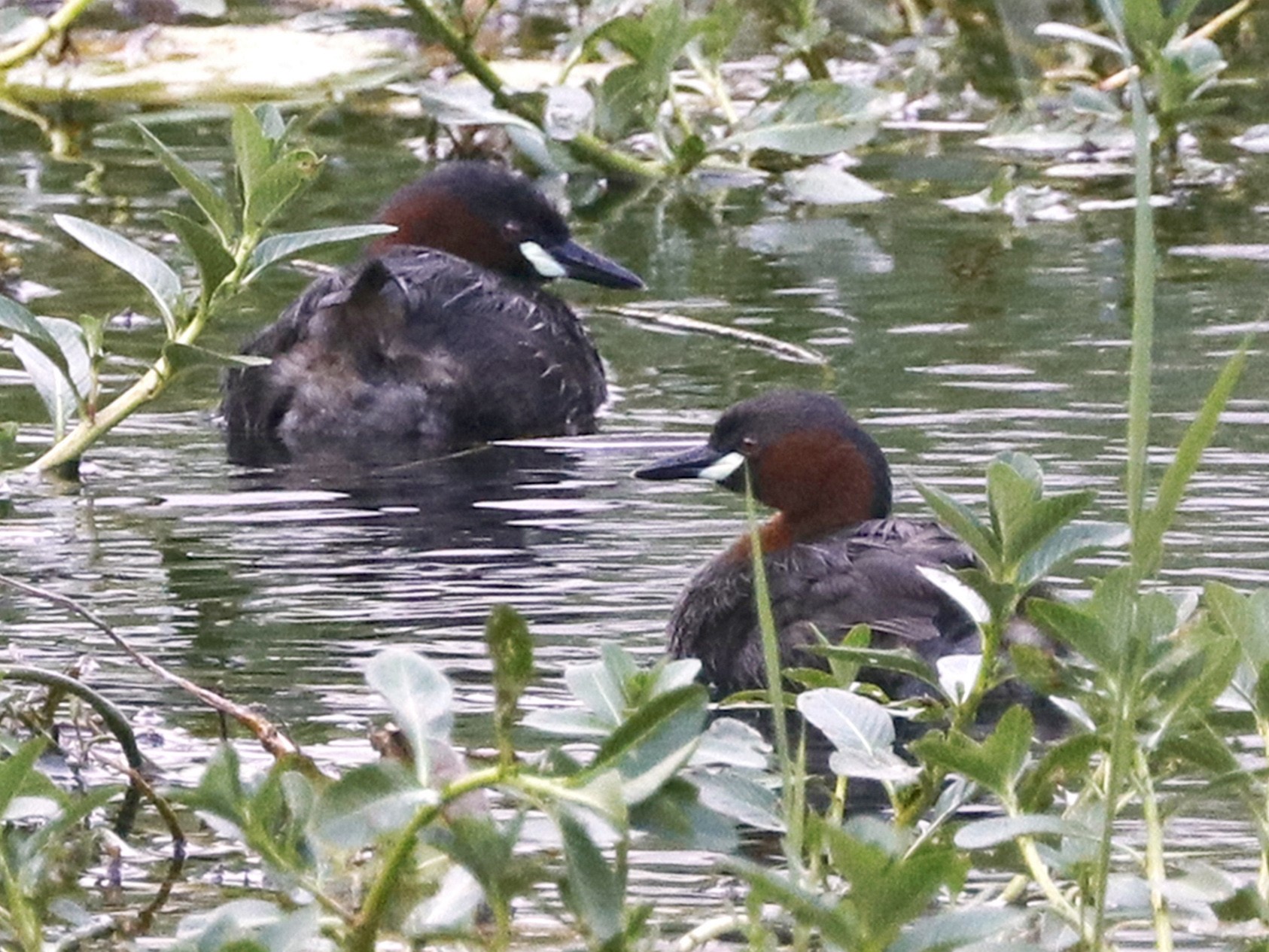 Little Grebe - eBird