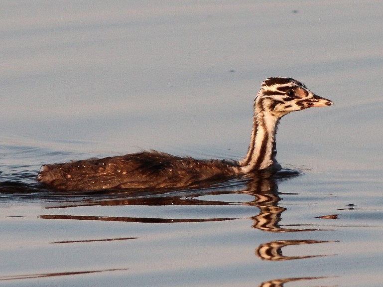 Somormujo Lavanco - eBird