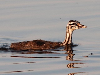 Great Crested Grebe - eBird