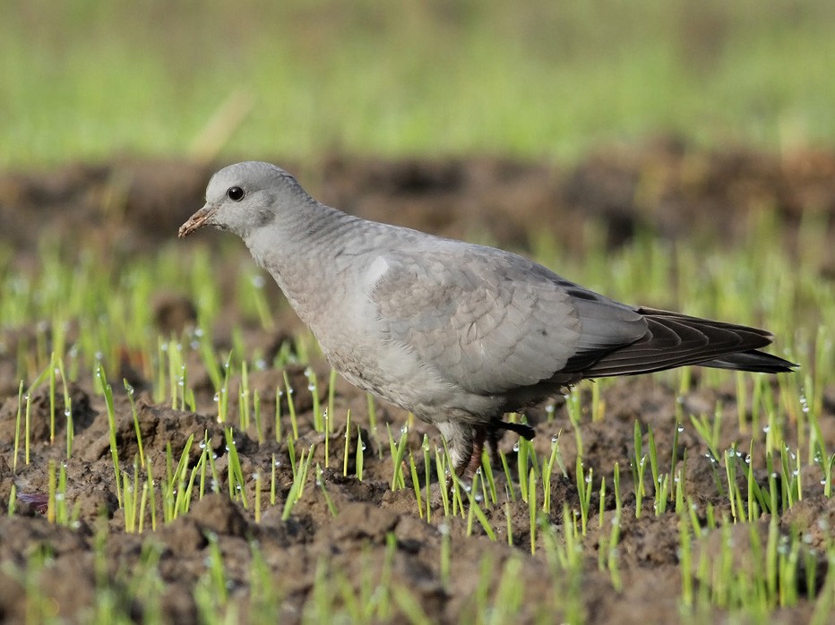 Stock Dove - eBird